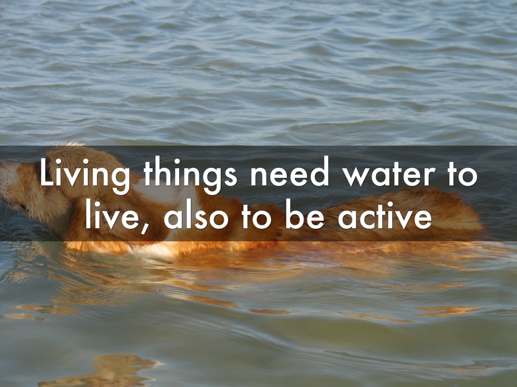 What is the water cycle and how does it help living