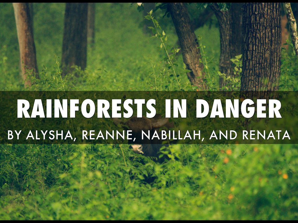 Rainforests In Danger by Class I218