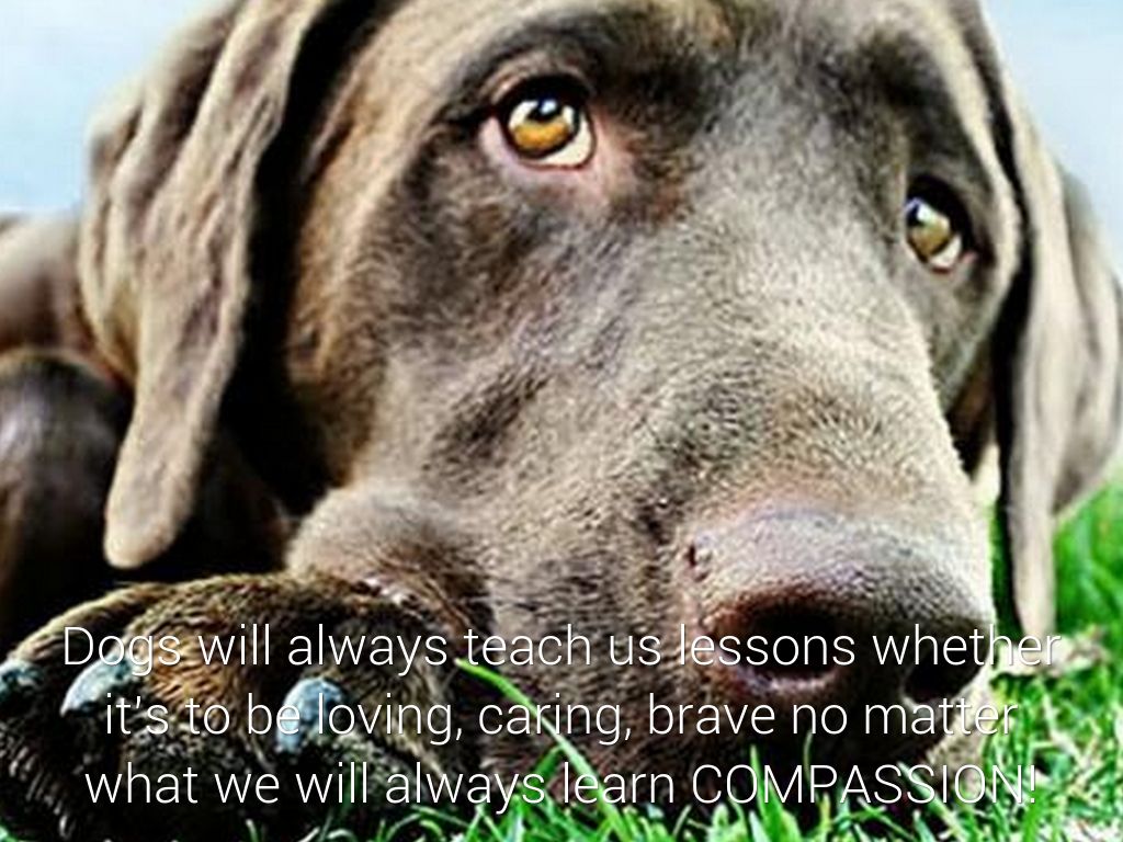 Dogs With Compassion by mruiz