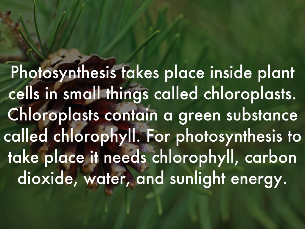 Photosynthesis by Cara Dong