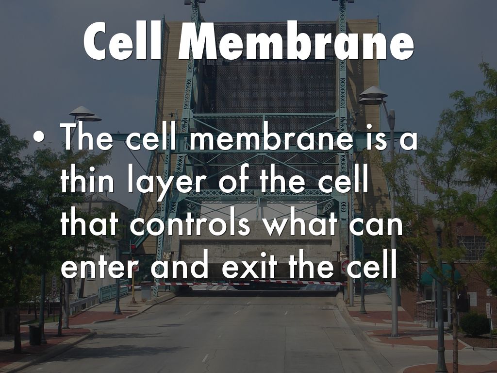 Plant Cell Vocabulary by Angie Stallbaumer