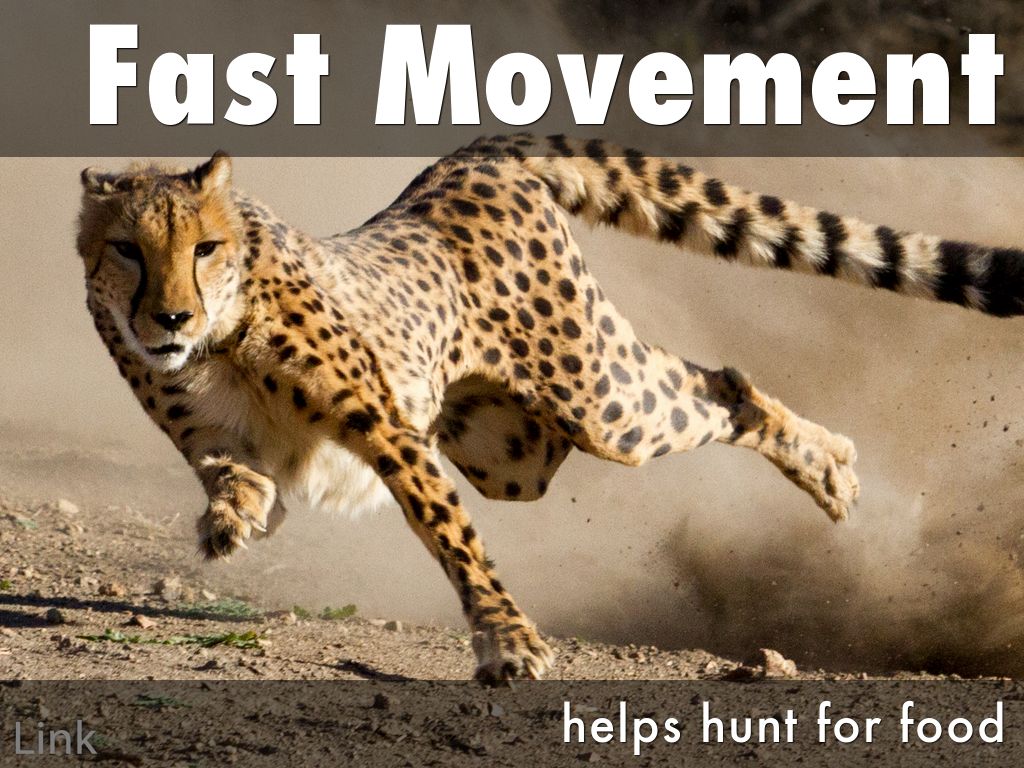 Animal Adaptations by Brittney Crawford