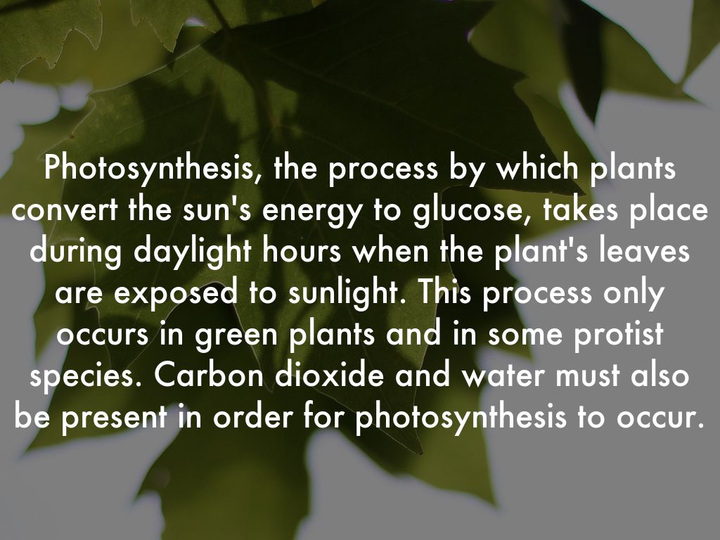Photosynthesis by Cara Dong