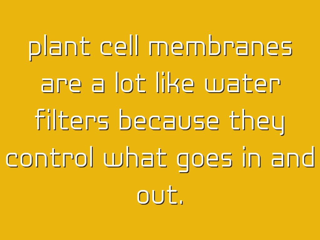 plant cell metaphors/similes by Angela Stallbaumer