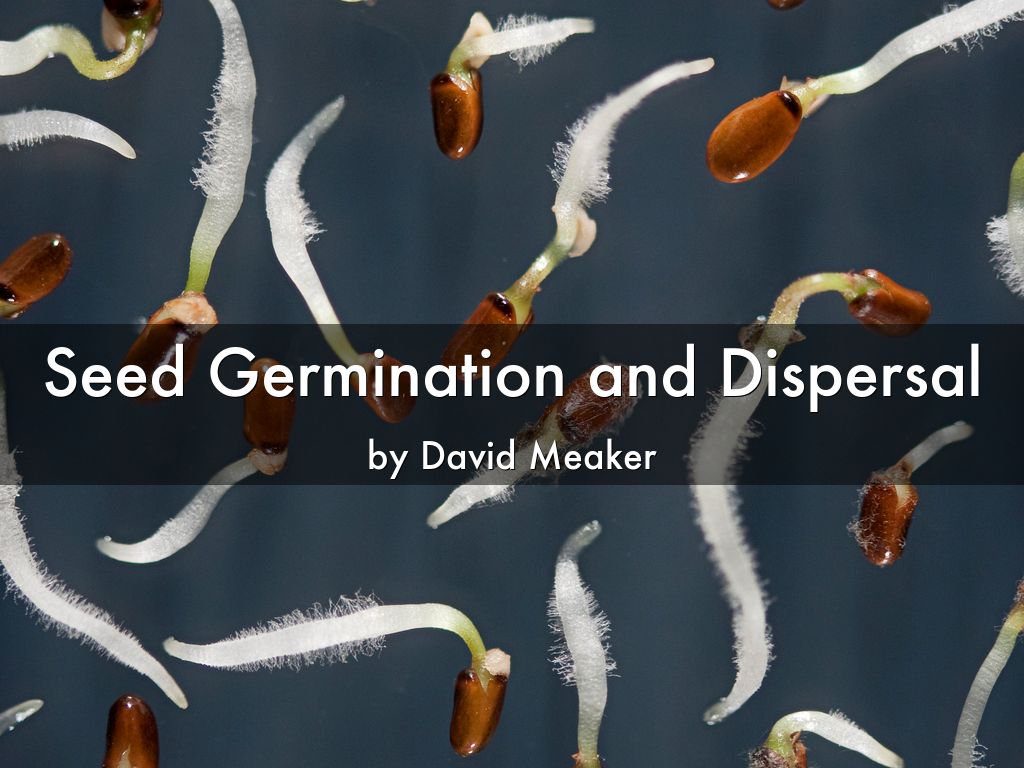Seed Dispersal by mr.dave.cbs