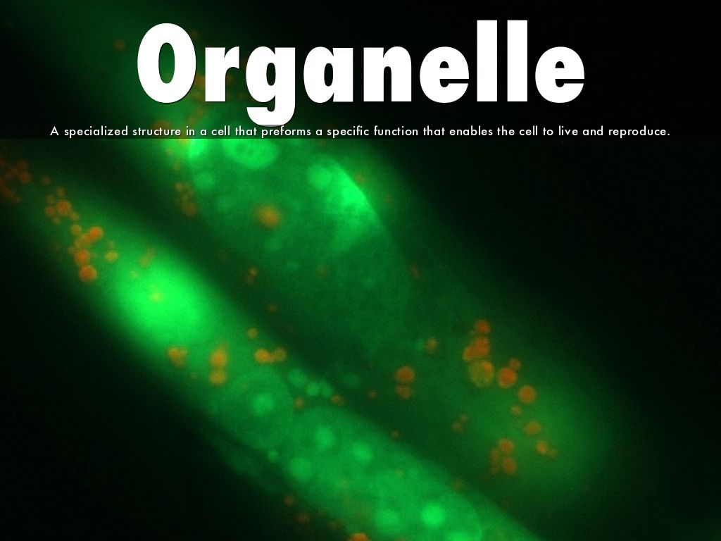 Plant Cell Vocabulary by Angie Stallbaumer