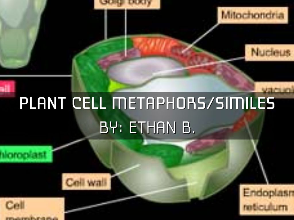 plant cell metaphors/similes by Angela Stallbaumer