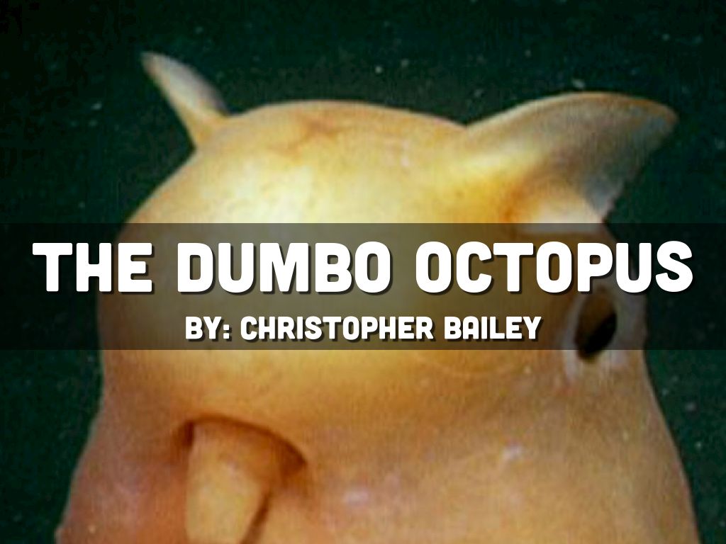 The Dumbo Octopus by christopherbailey