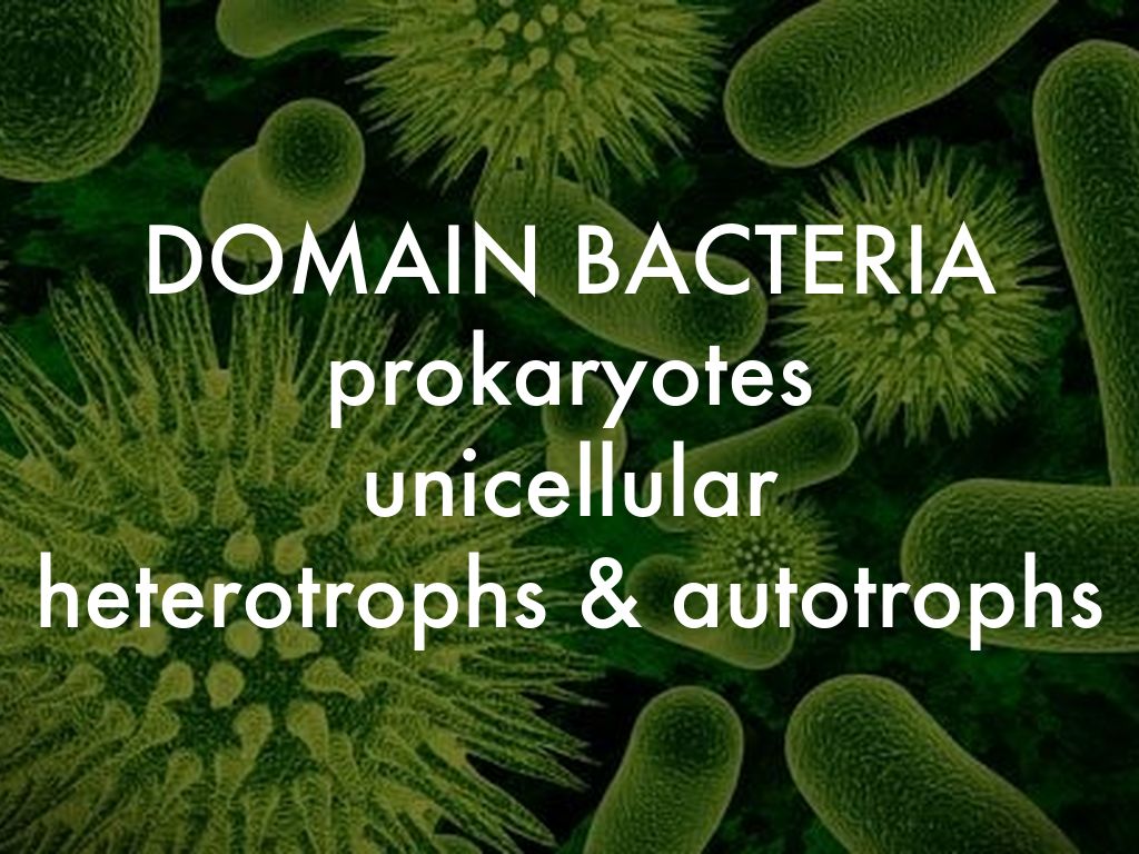 Autotroph Heterotroph Bacteria