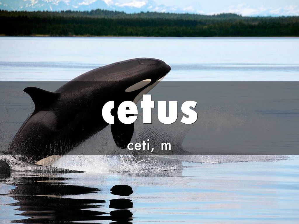 Animalia by Debra Baker-Schneider