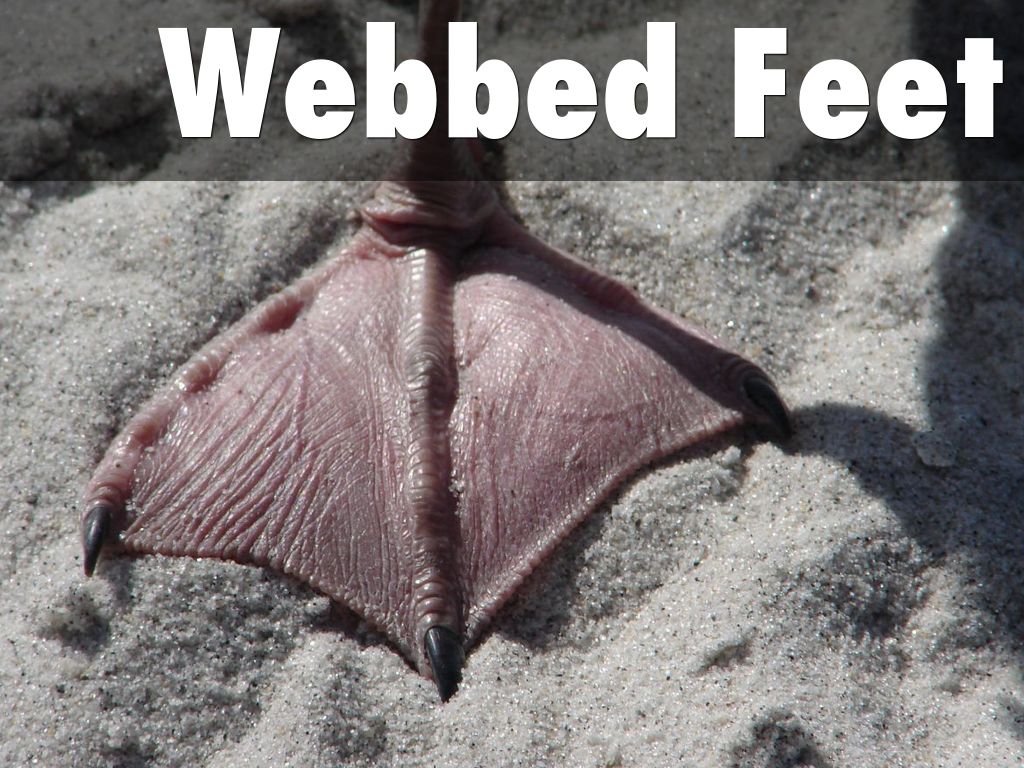 Animal Adaptations by Brittney Crawford