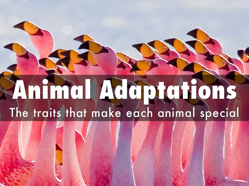 Animal Adaptations by Brittney Crawford