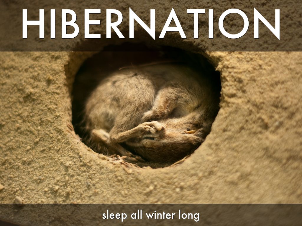 Hibernation By Miss M R De Maci