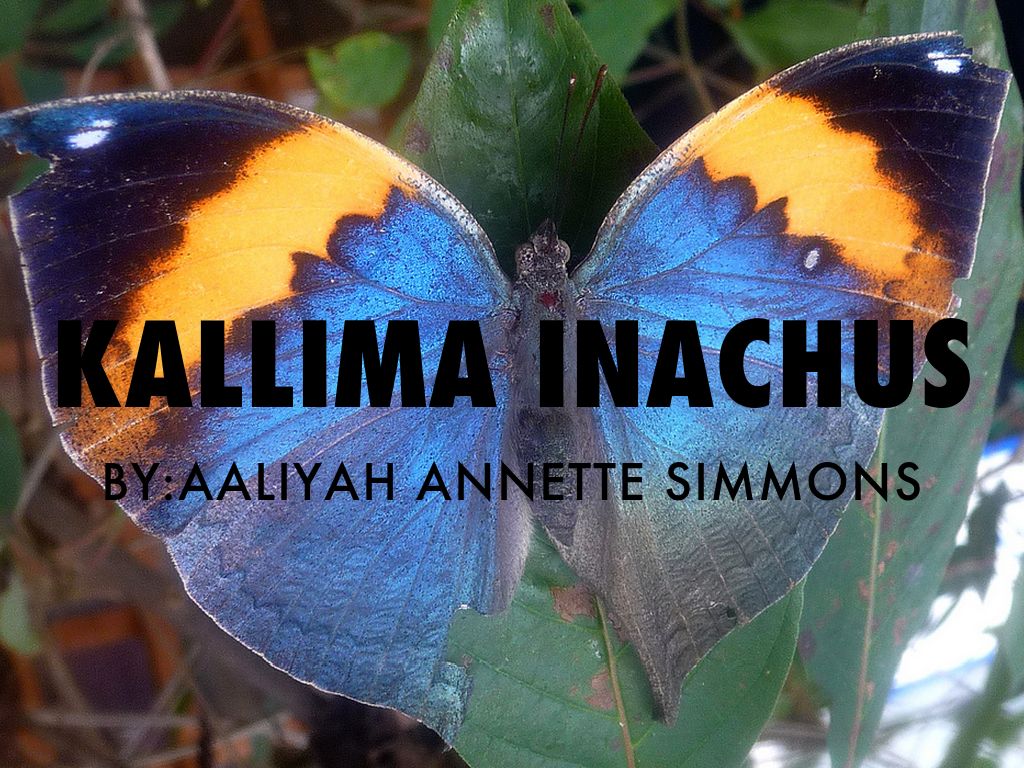 Kallima Inachus by aaliyah simmons