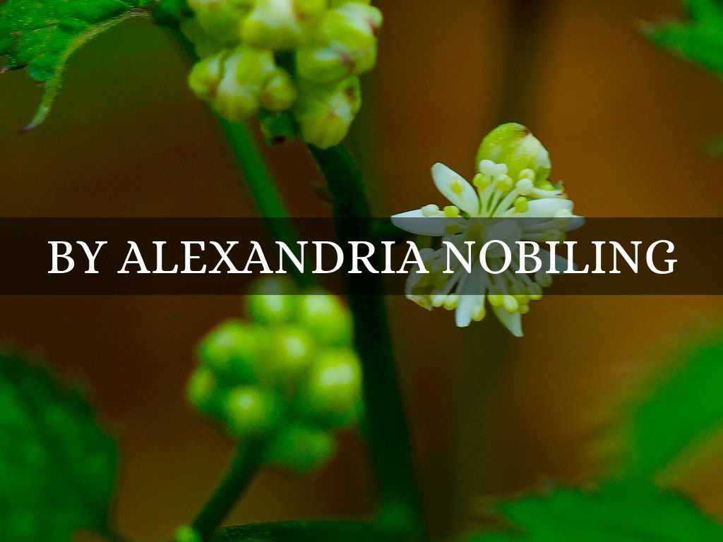 Baneberry by Alexandria Nobiling