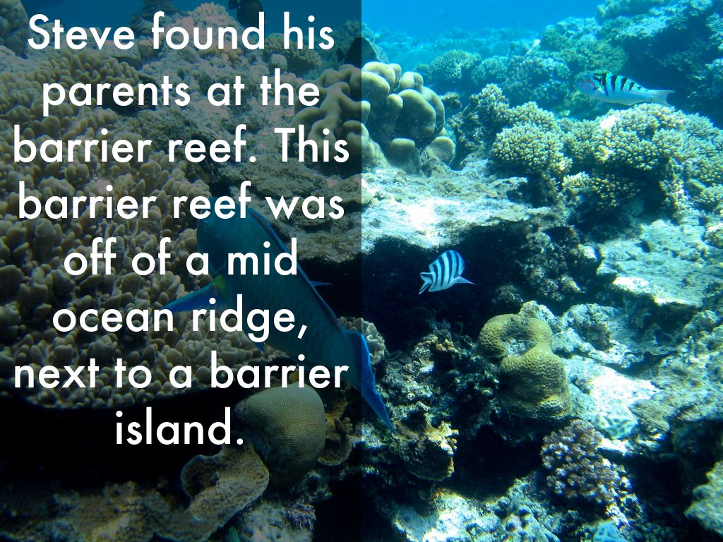 Steve the Cuttlefish By: Garret and Ryan by garret.