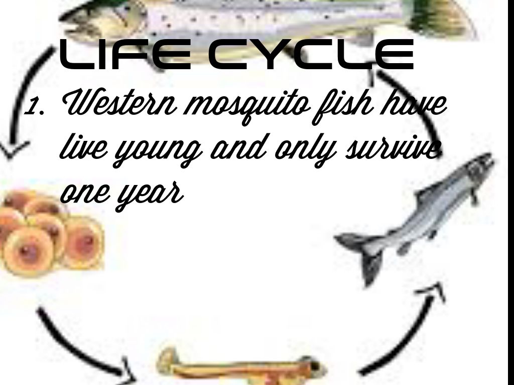 The Western Mosquito Fish🐟 by Aubrey Grier