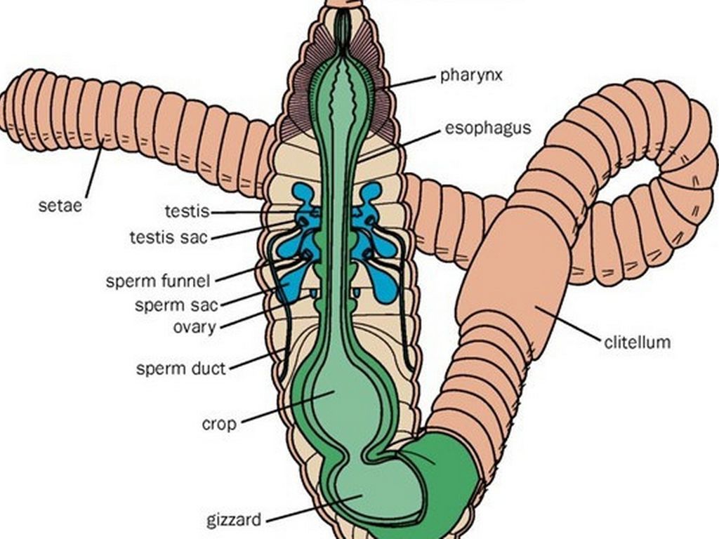 Earthworm Dissection By David Morris