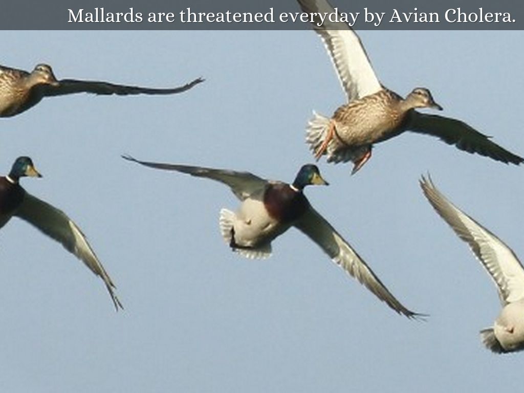 Mallards protection and conservation by will.miles