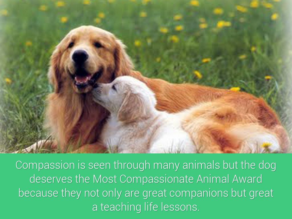 Dogs With Compassion by mruiz