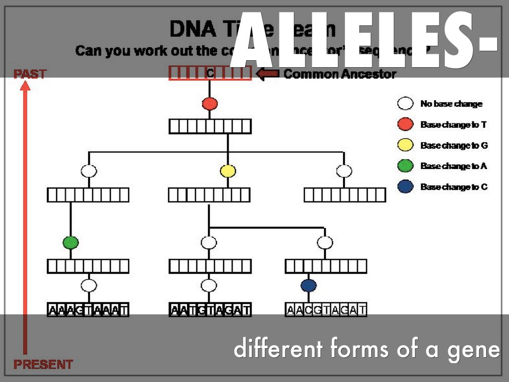 Mendelian Genetics Vocabulary by codytapscott13