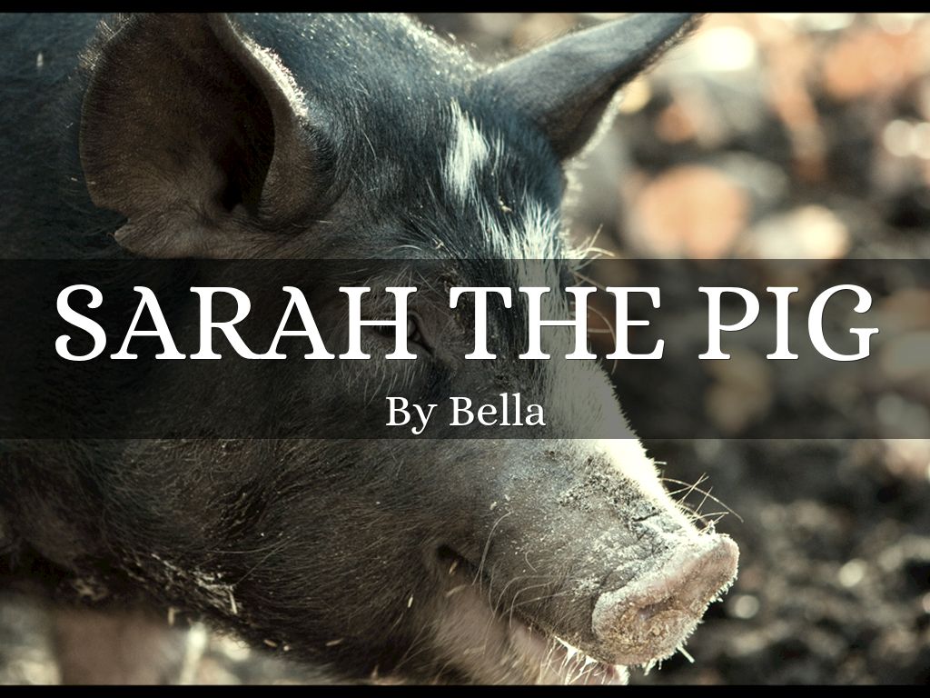 Sarah The Pig by stephaniesumarna