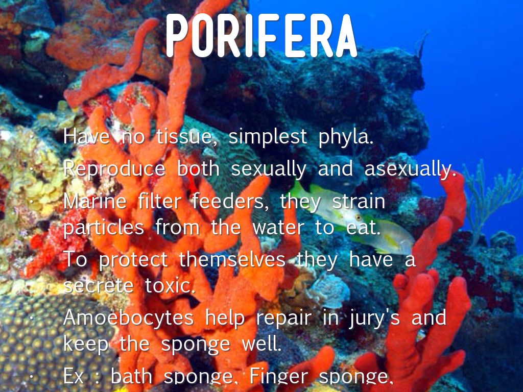 9 Phyla by Alicia Ducksworth