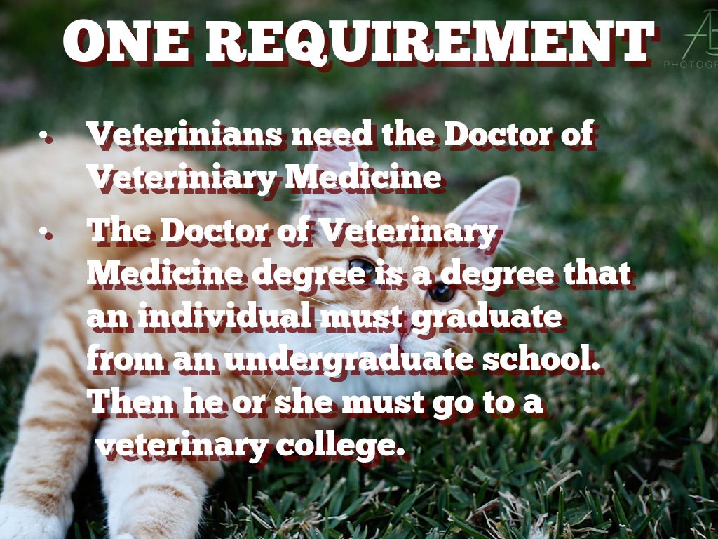 veterinians by Samantha Feduccia