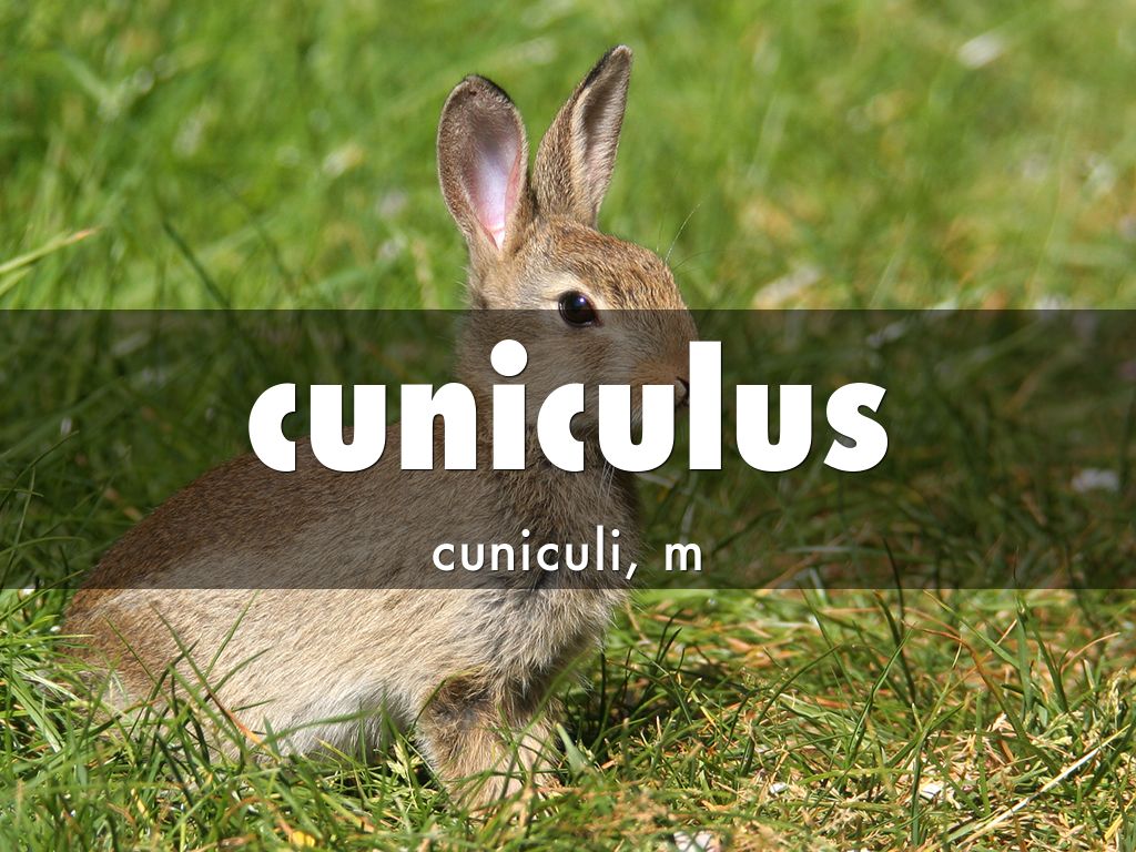 Animalia by Debra Baker-Schneider