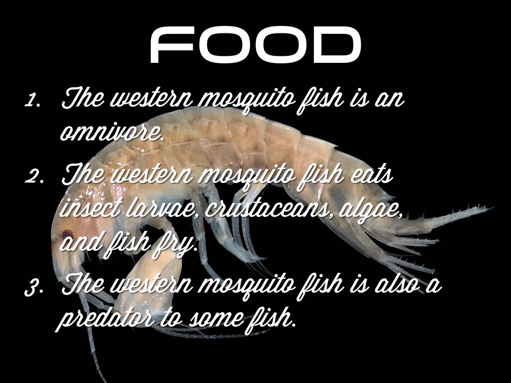 The Western Mosquito Fish🐟 by Aubrey Grier