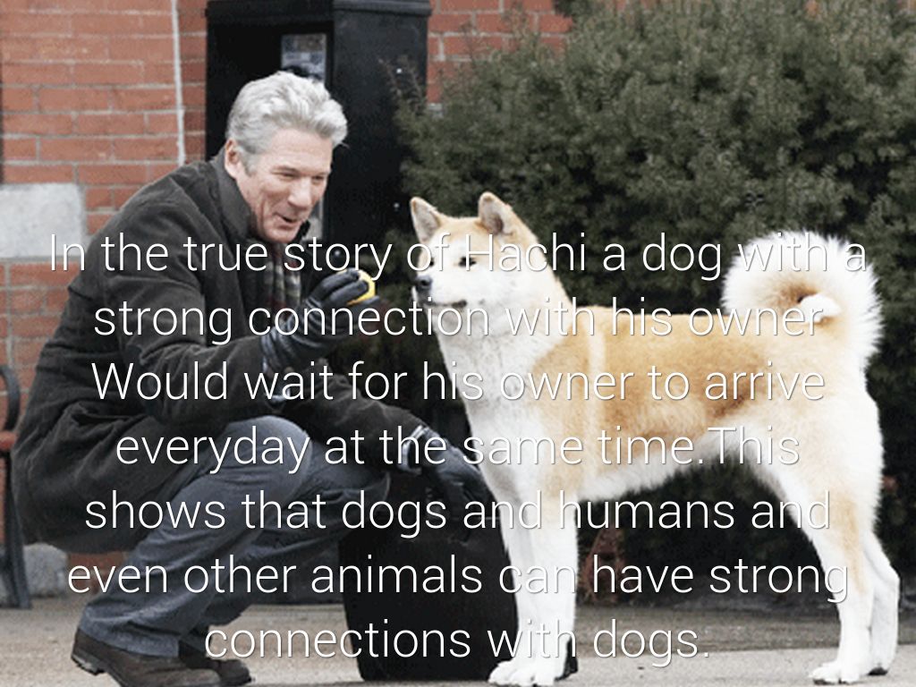 Dogs With Compassion by mruiz