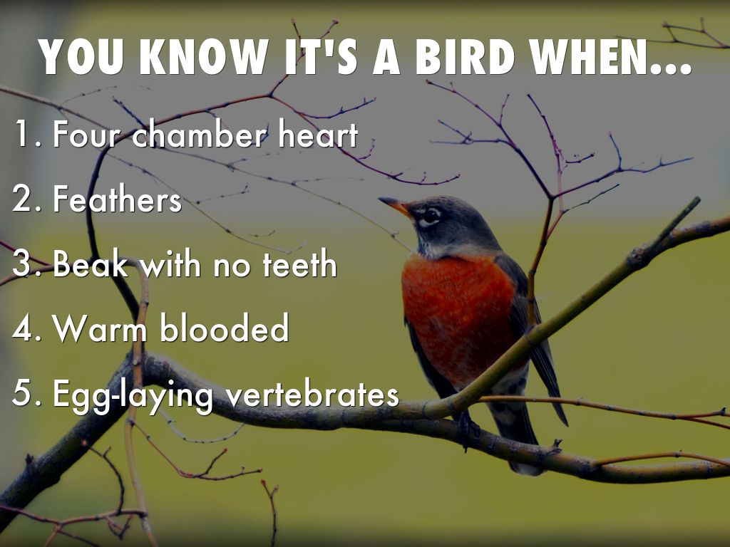 AVES AKA BIRDS by Kylen Marshall