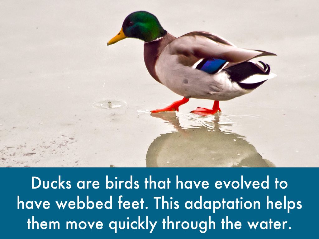 Adaptations by raek0417