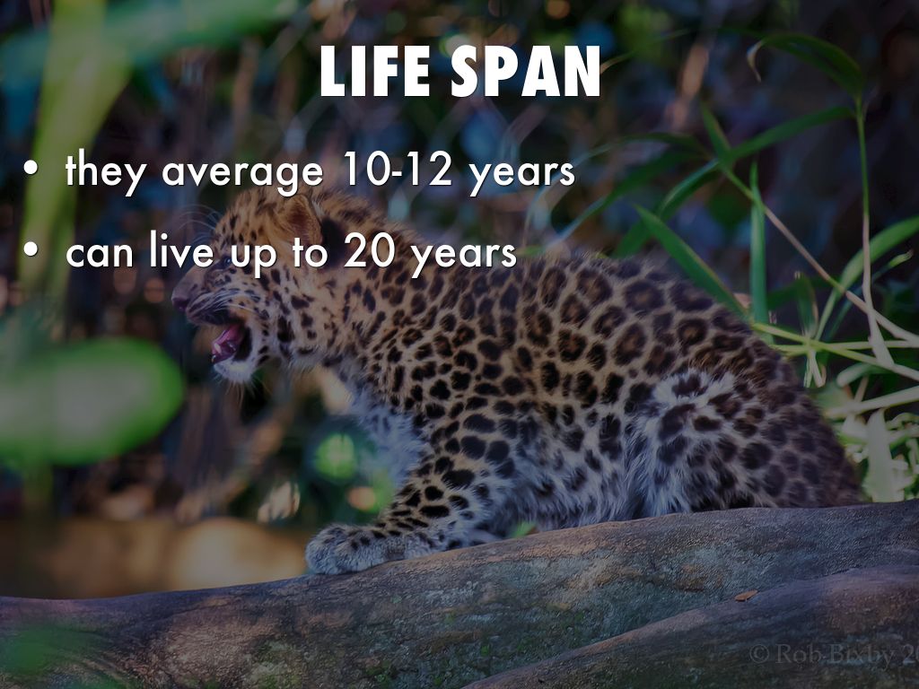 Life Cycle Of A Cheetah