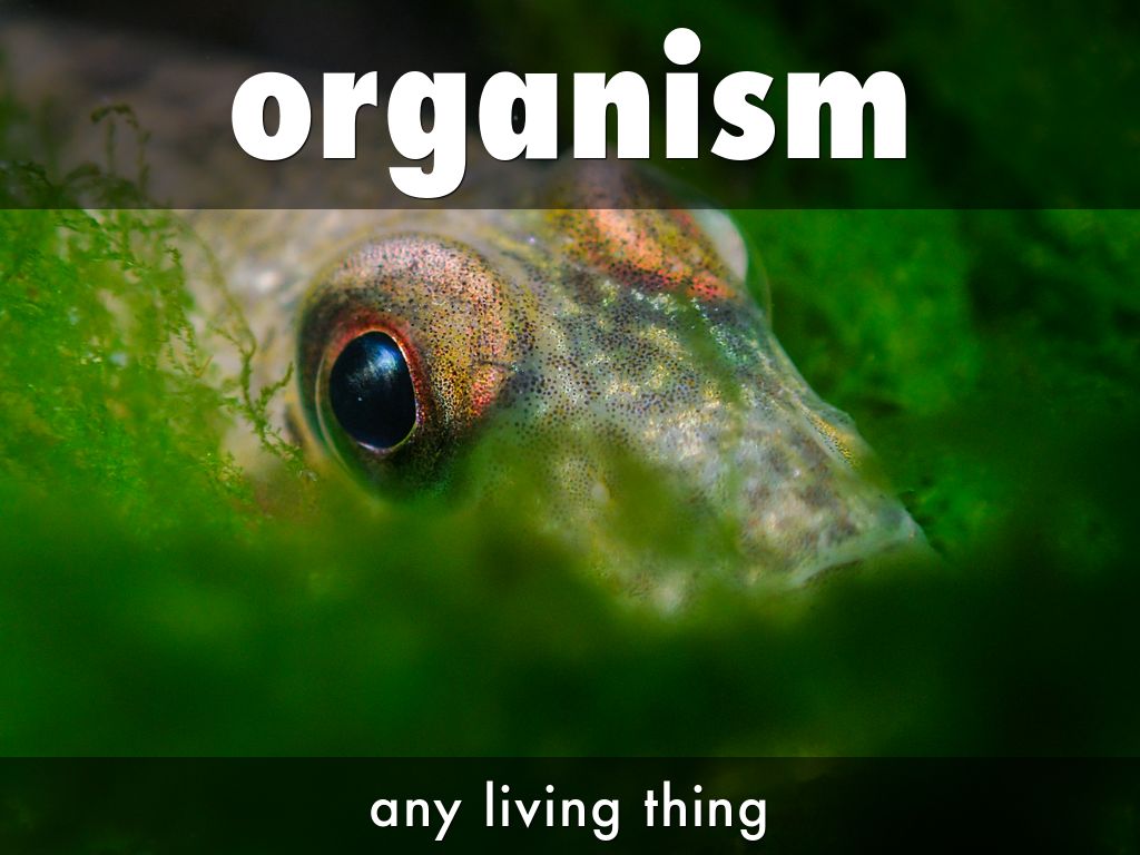 Living Things by Dena Thomas