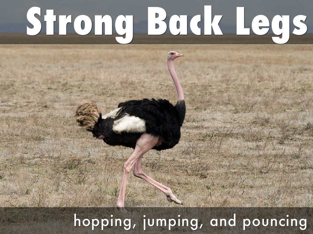 Animal Adaptations by Brittney Crawford