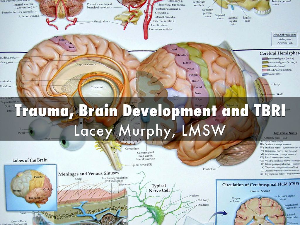Trauma, Brain Development and TBRI by Joyce Carter