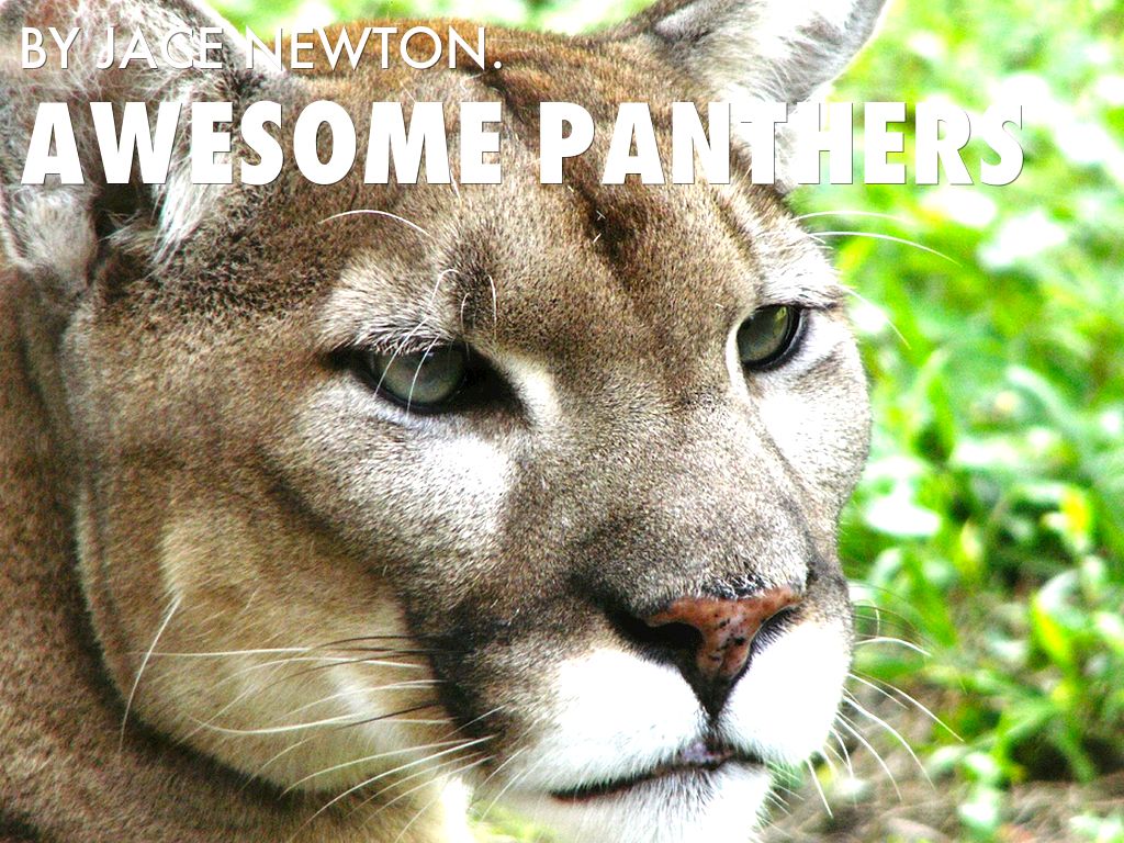 AWESOME PANTHERS by Charly Stagg