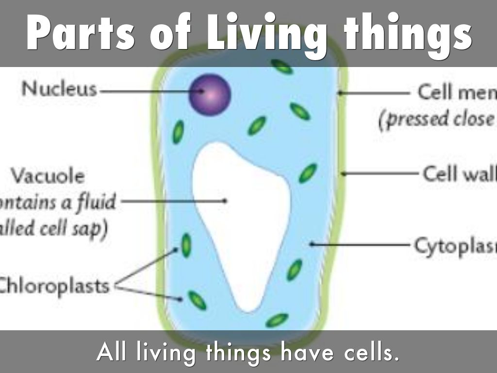 Living Things by Dena Thomas