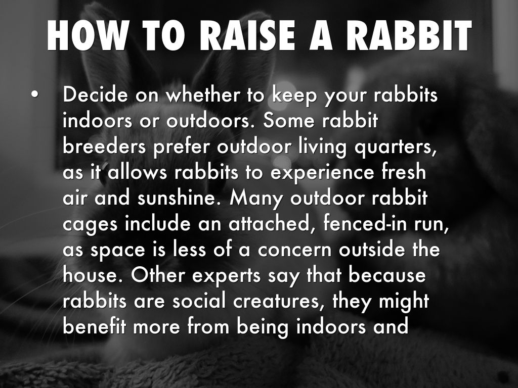 How To Raise Rabbits by Konstantinos Karapetsas