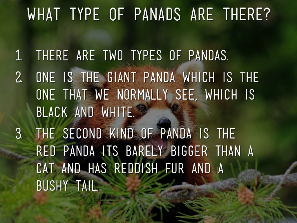 Pandas by Aalycia Roseburgh