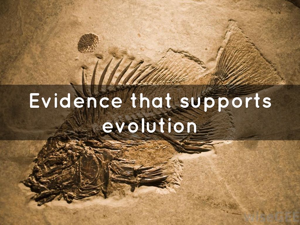 EVOLUTION by jgbanks1217