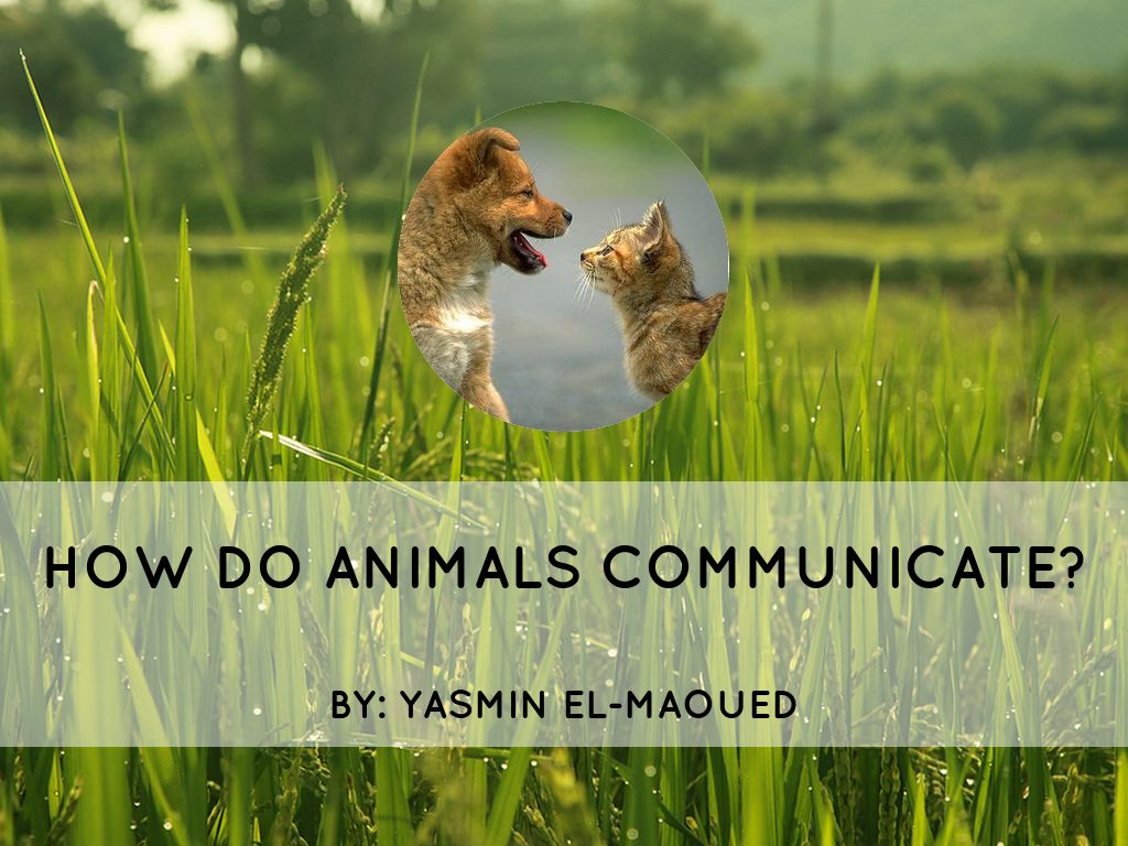 Animals by Yasmin Elmaoued