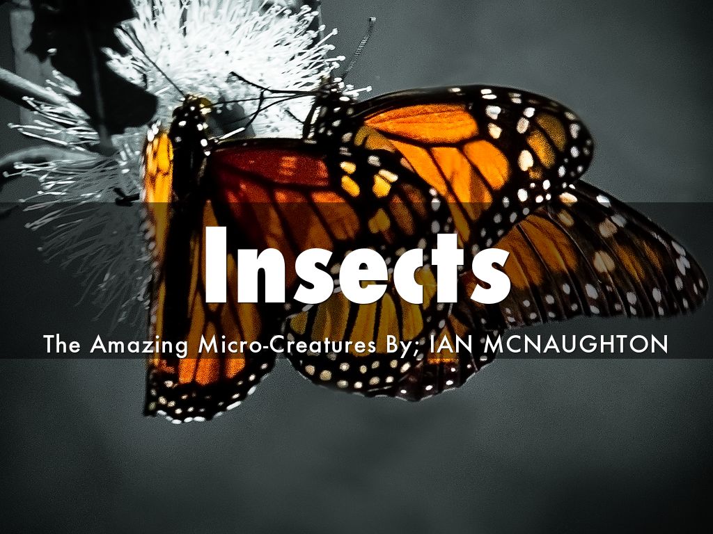 Insects by Ian McNaughton