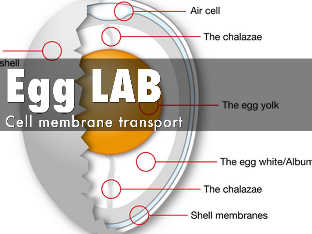 Unit 5 Cells by Maria Neumann