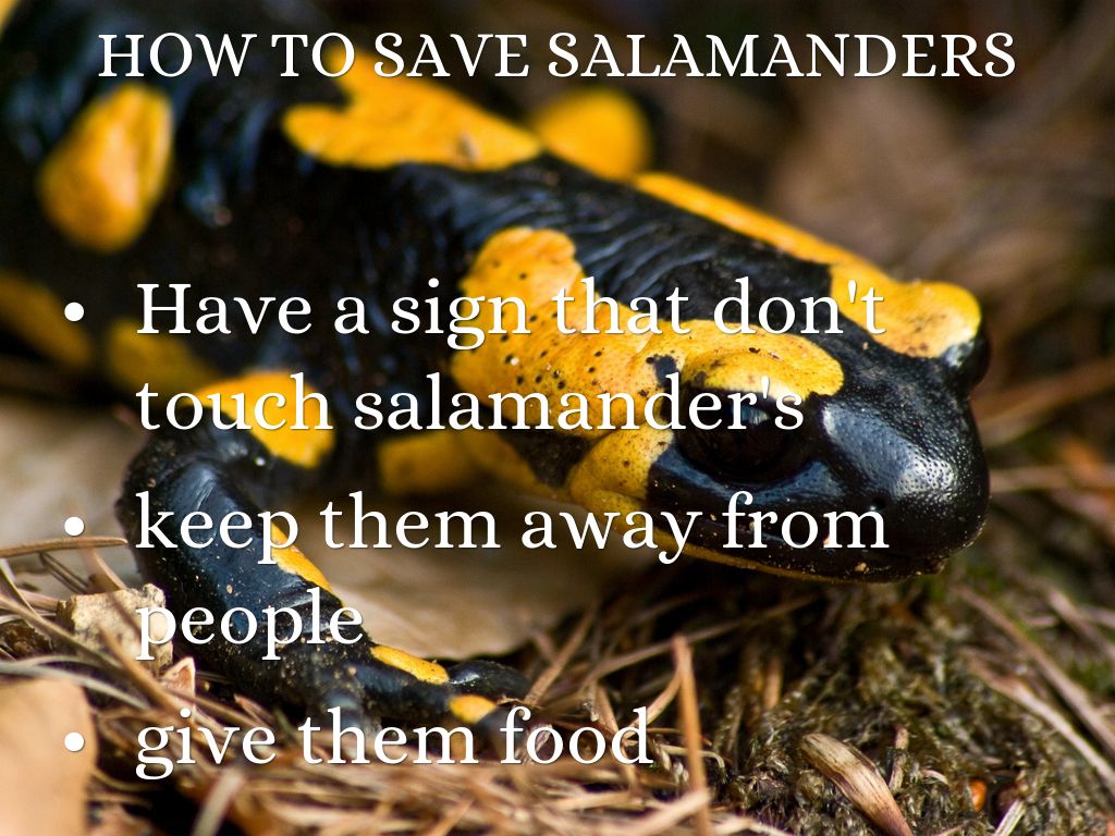 Safety Salamander Quotes