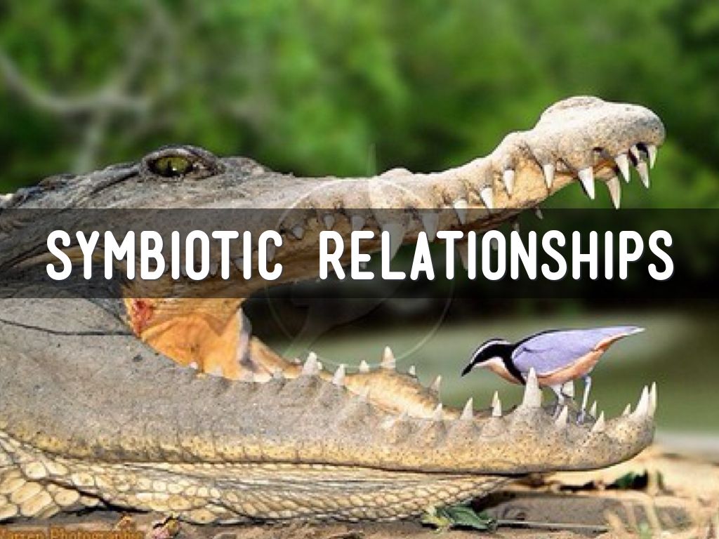 Symbiotic Relationship By Gavin Howe Symbiotic Relationship By Gavin Howe