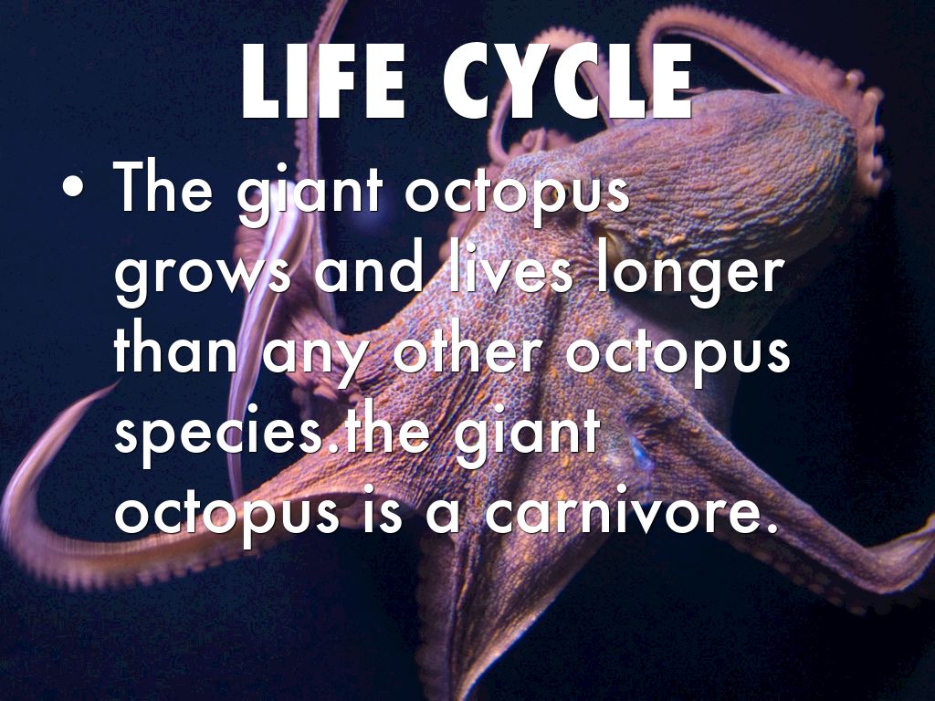 Giant Octopus by Helaine Freyer
