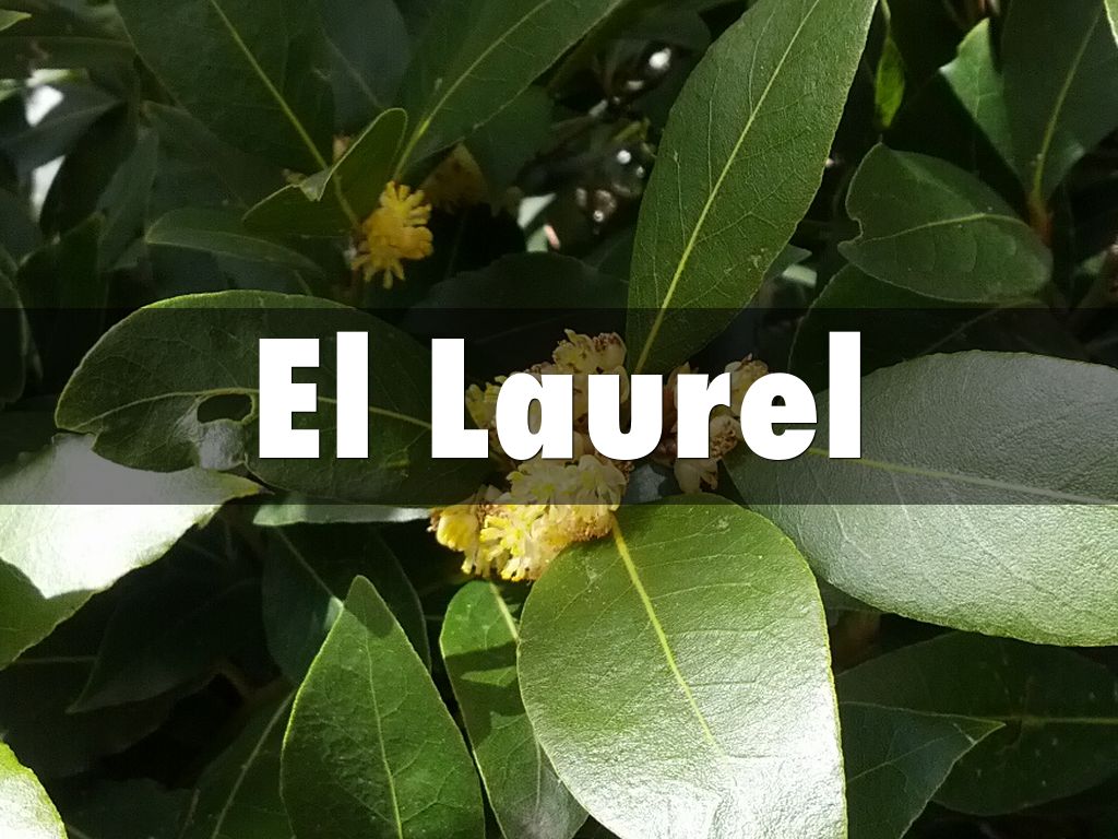 El Laurel by luciaruizlrs