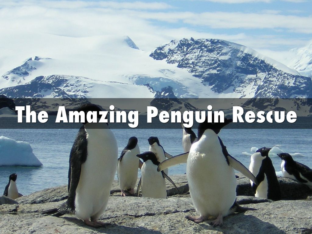 The Amazing Penguin Rescue by lydia.clapp